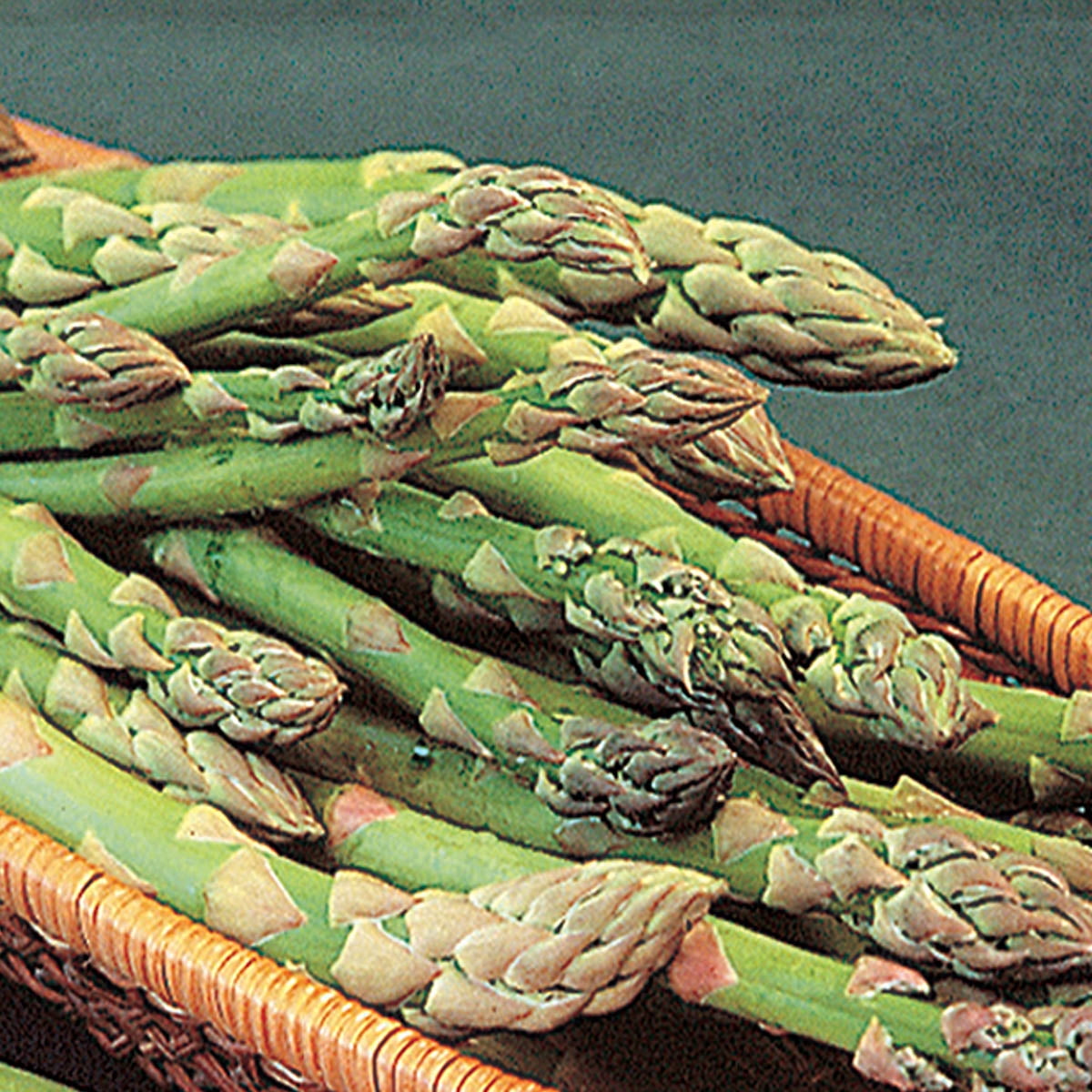 Improved Mary Washington Asparagus Jumbo Grade Dormant Bare Root ...