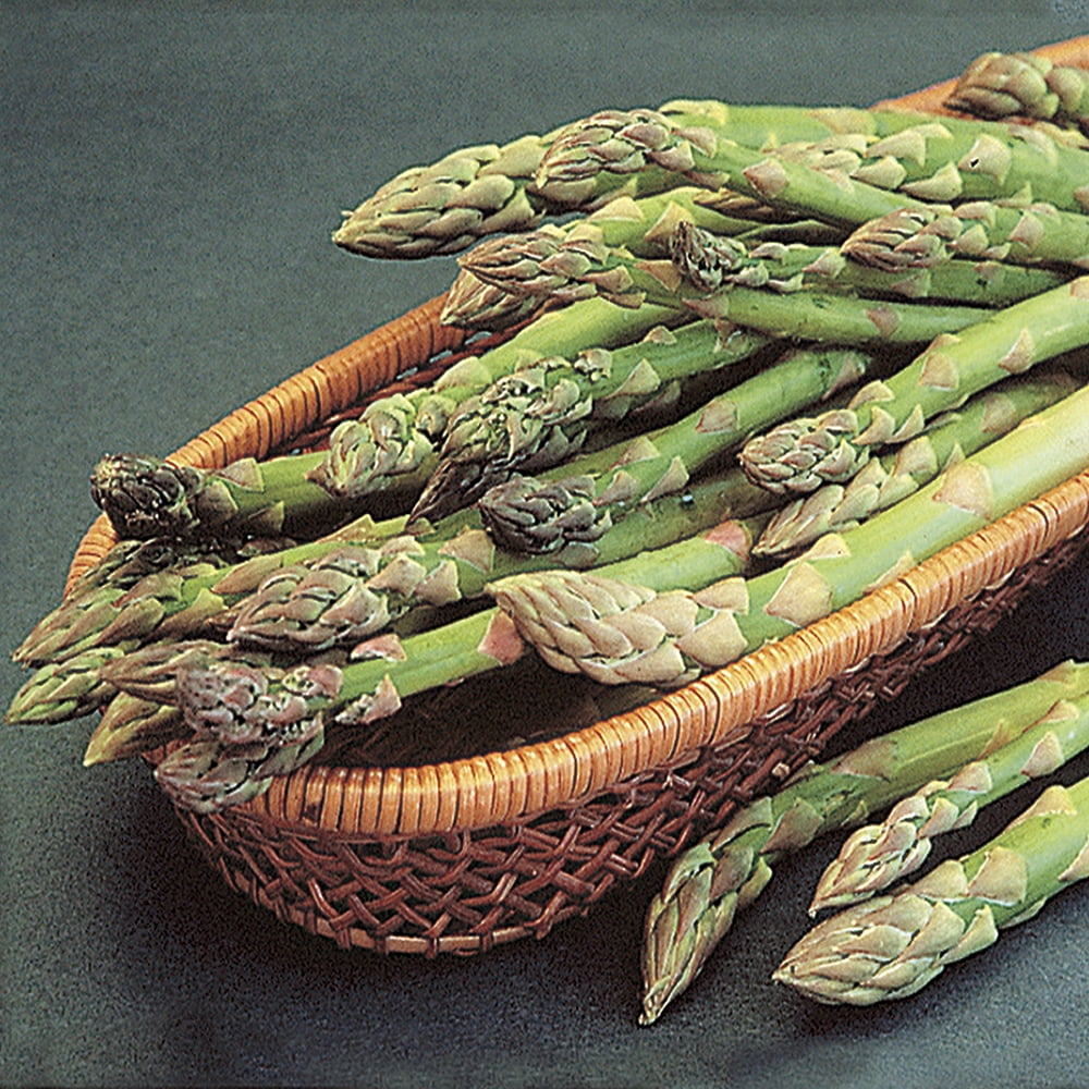 Improved Mary Washington Asparagus Standard Grade Dormant Bare Root ...