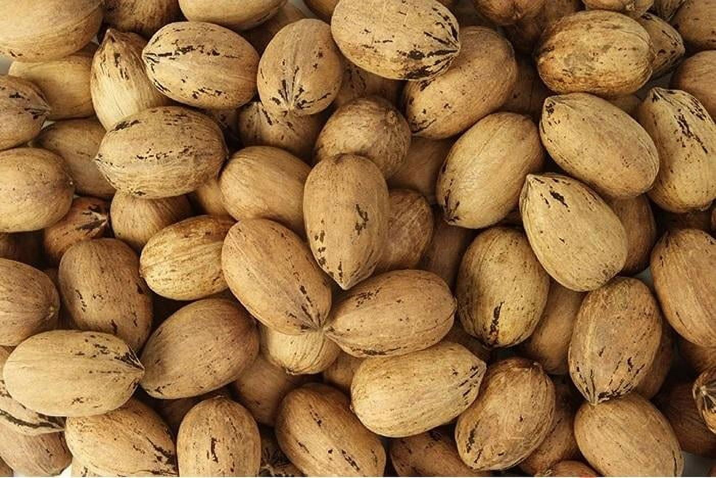 Fresh Texas In Shell Pecans | Grade 1 Unshelled Pecans for Sale ...