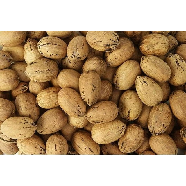 Fresh Texas In Shell Pecans | Grade 1 Unshelled Pecans for Sale ...