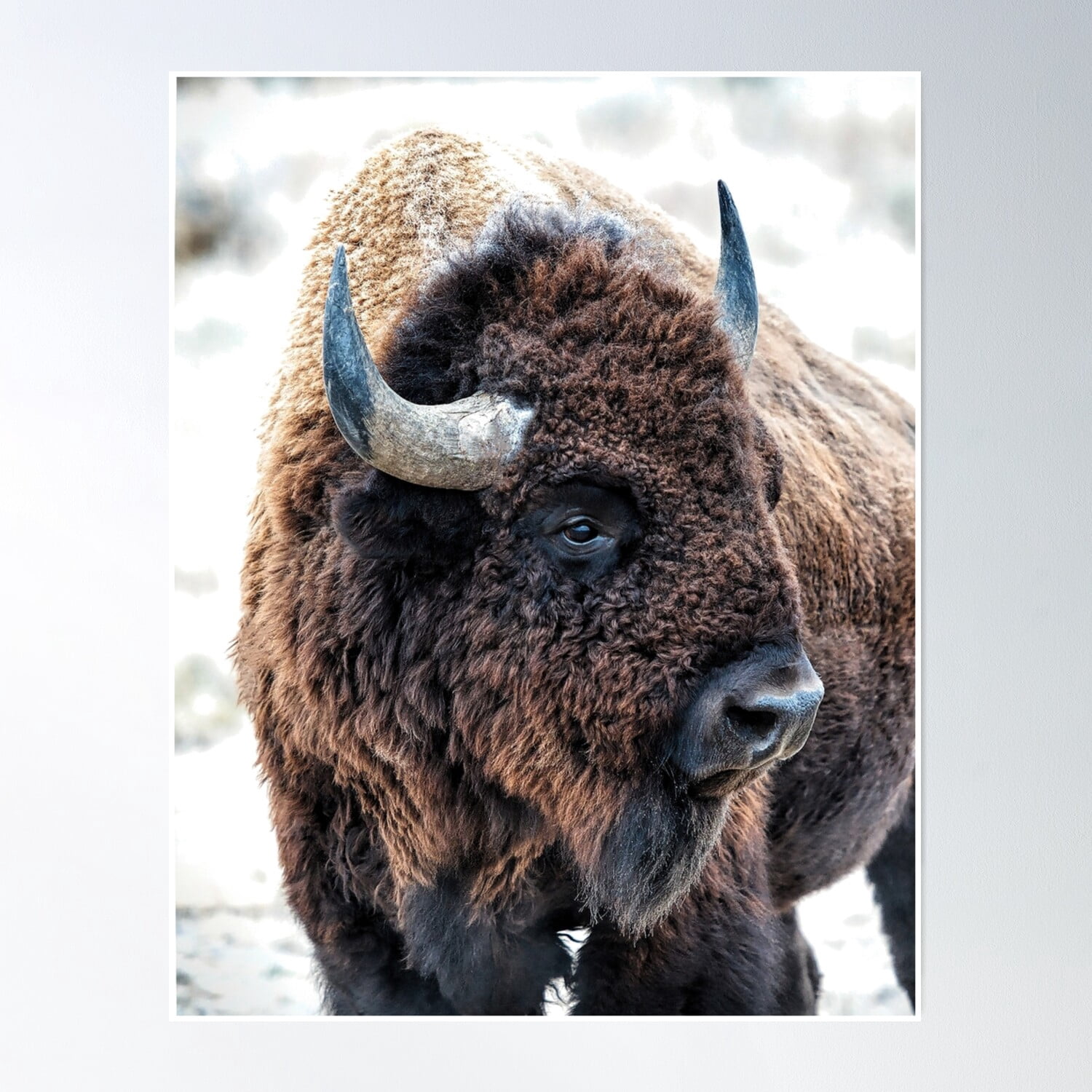 In The Presence Of Bison In Yellowstone National Park And Arsenal Park ...