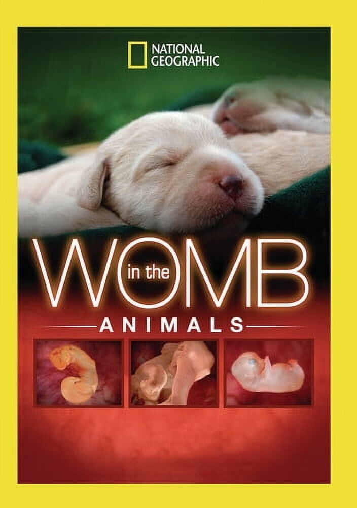 In The Womb: Animals (DVD), National Geographic, Drama - Walmart.com