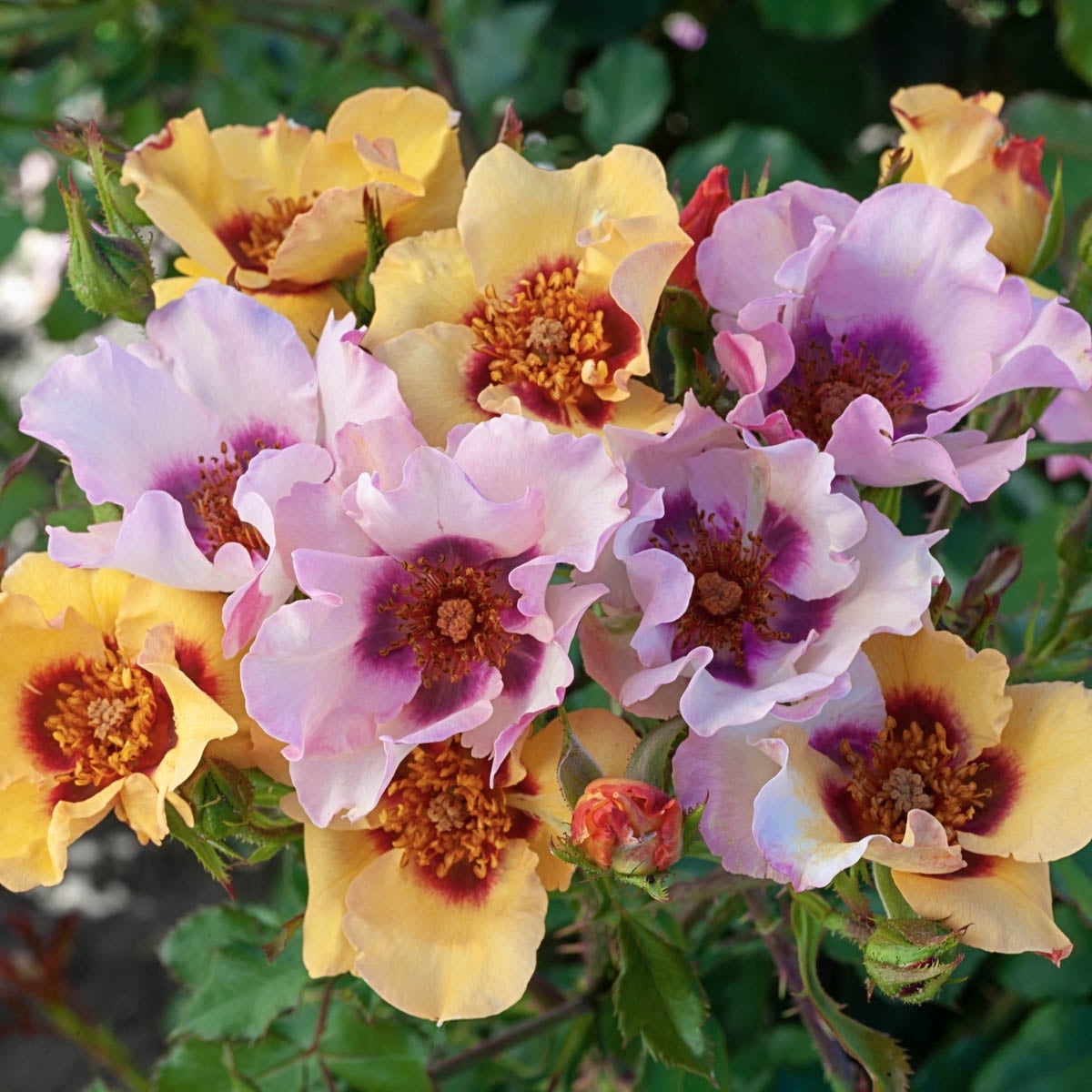 In Your Eyes Dormant Bare Root Shrub Rose, Includes one dormant plant ...