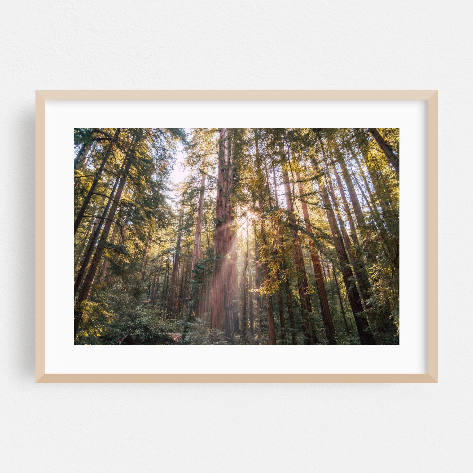 In the Pines (horizontal) - Felton California Photography Forest ...
