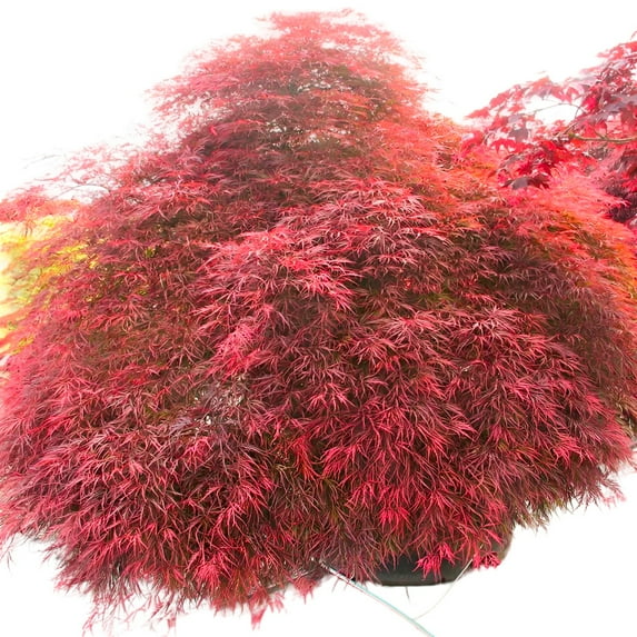 Inaba Shidare Japanese Maple – Live Weeping Ornamental Tree, 10 Gallon ...