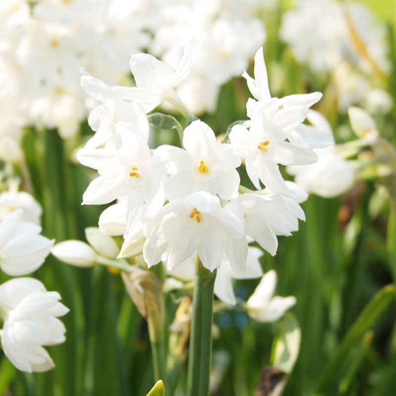 Inbal Paperwhites Flower Bulbs Value Pack - 10 Bulbs per Pack ...