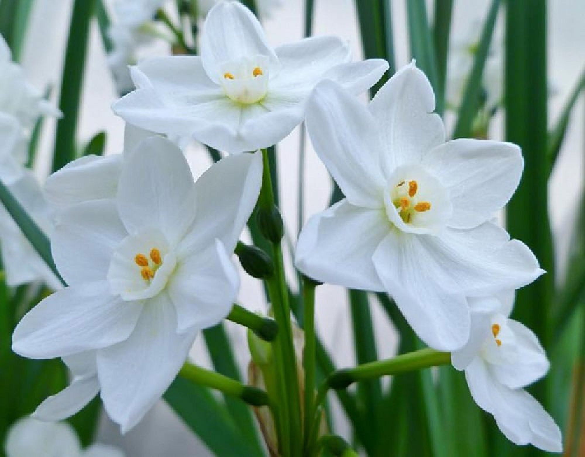 Inbal Paperwhites Narcissus 4 Bulbs - Force Indoors - 15/16cm Bulbs ...