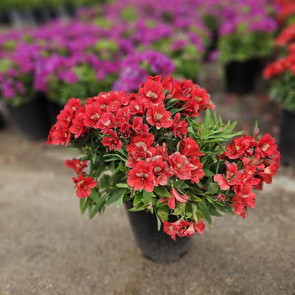 Inca Alstroemeria Peruvian Lily Plant, Potted (RED - 'Princess Kate', 5 ...