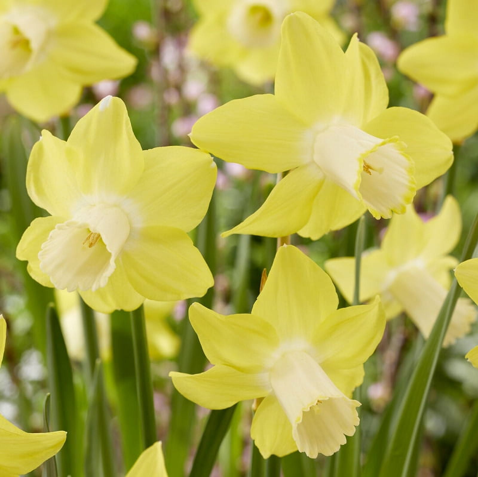 Inca Daffodil Flower Bulbs - 5 Bulbs per Pack - Attracts Butterflies ...