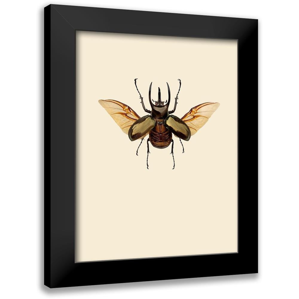 Incado 15x18 Black Modern Framed Museum Art Print Titled - Chalcosoma ...