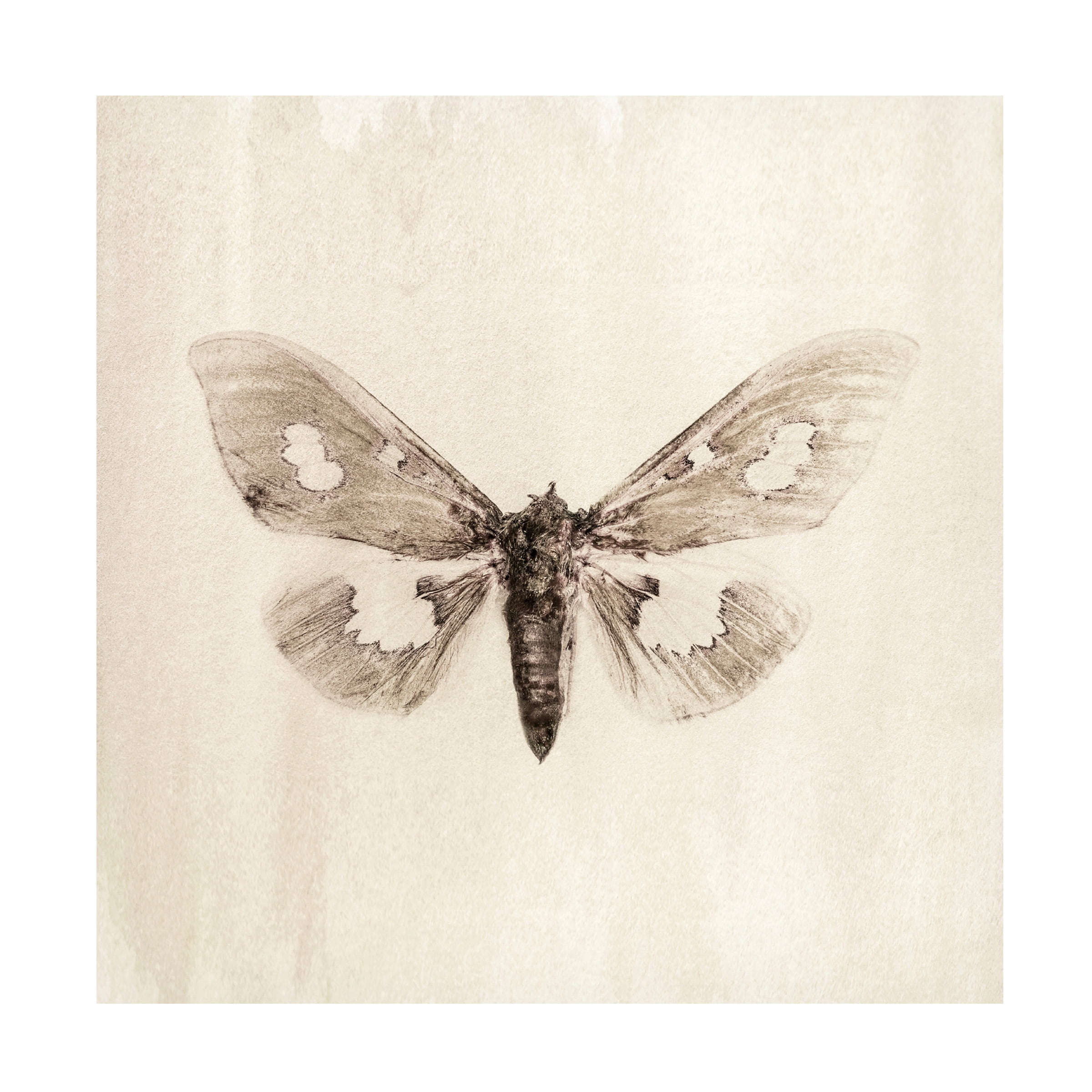 Incado 'Sepia Moth' Canvas Art - Walmart.com