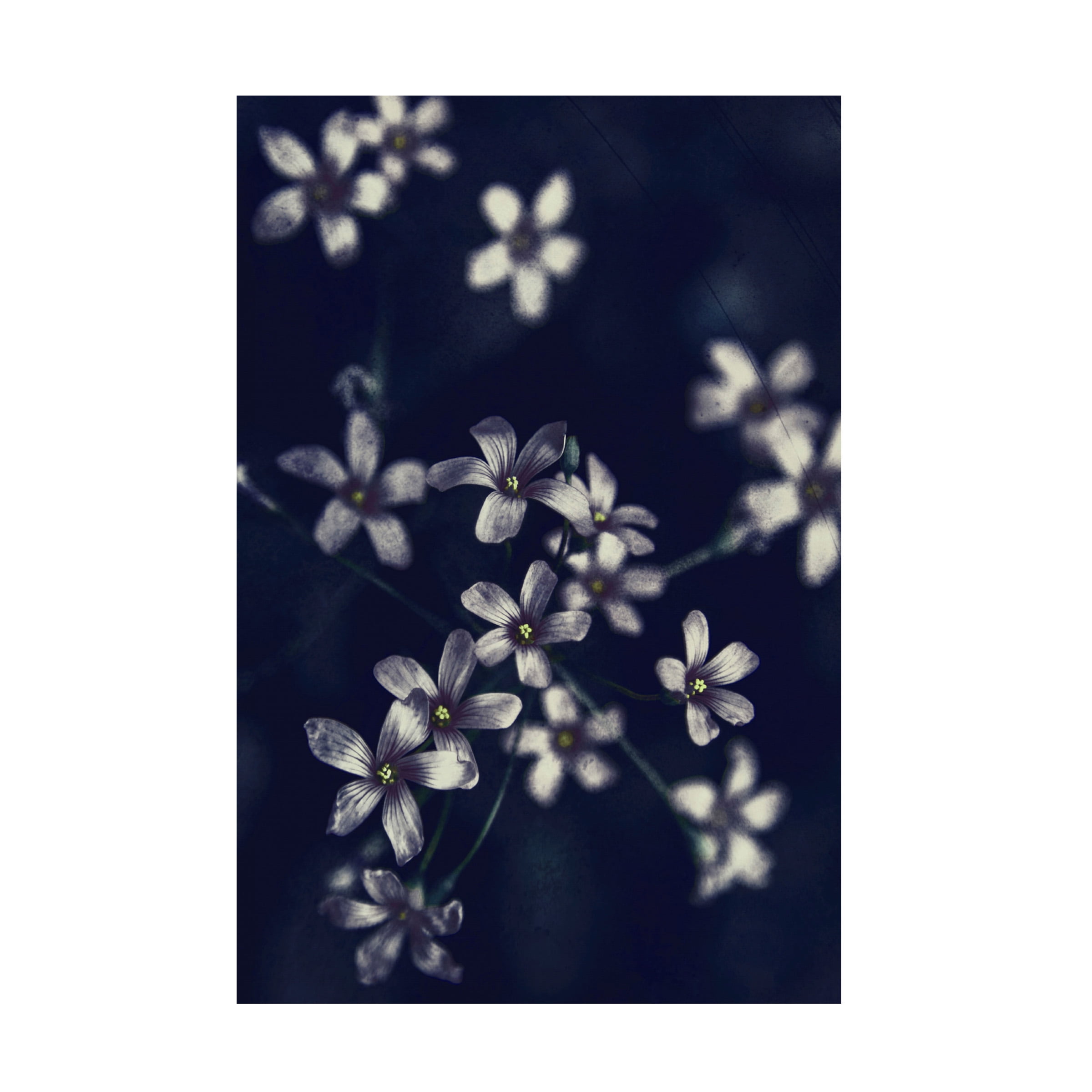 Incado 'Small Flowers' Canvas Art - Walmart.com