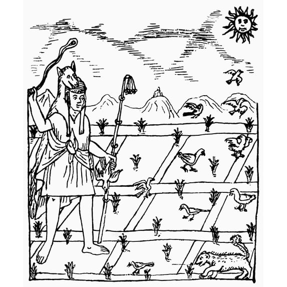 Incan Agriculture. Nguarding The Terraced Fields Of Maize From ...