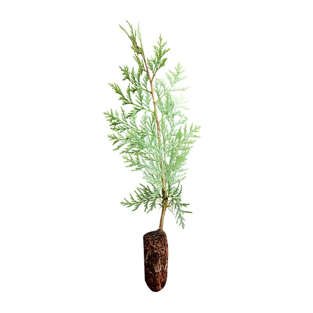 Incense Cedar | Medium Tree Seedling | The Jonsteen Company - Walmart.com