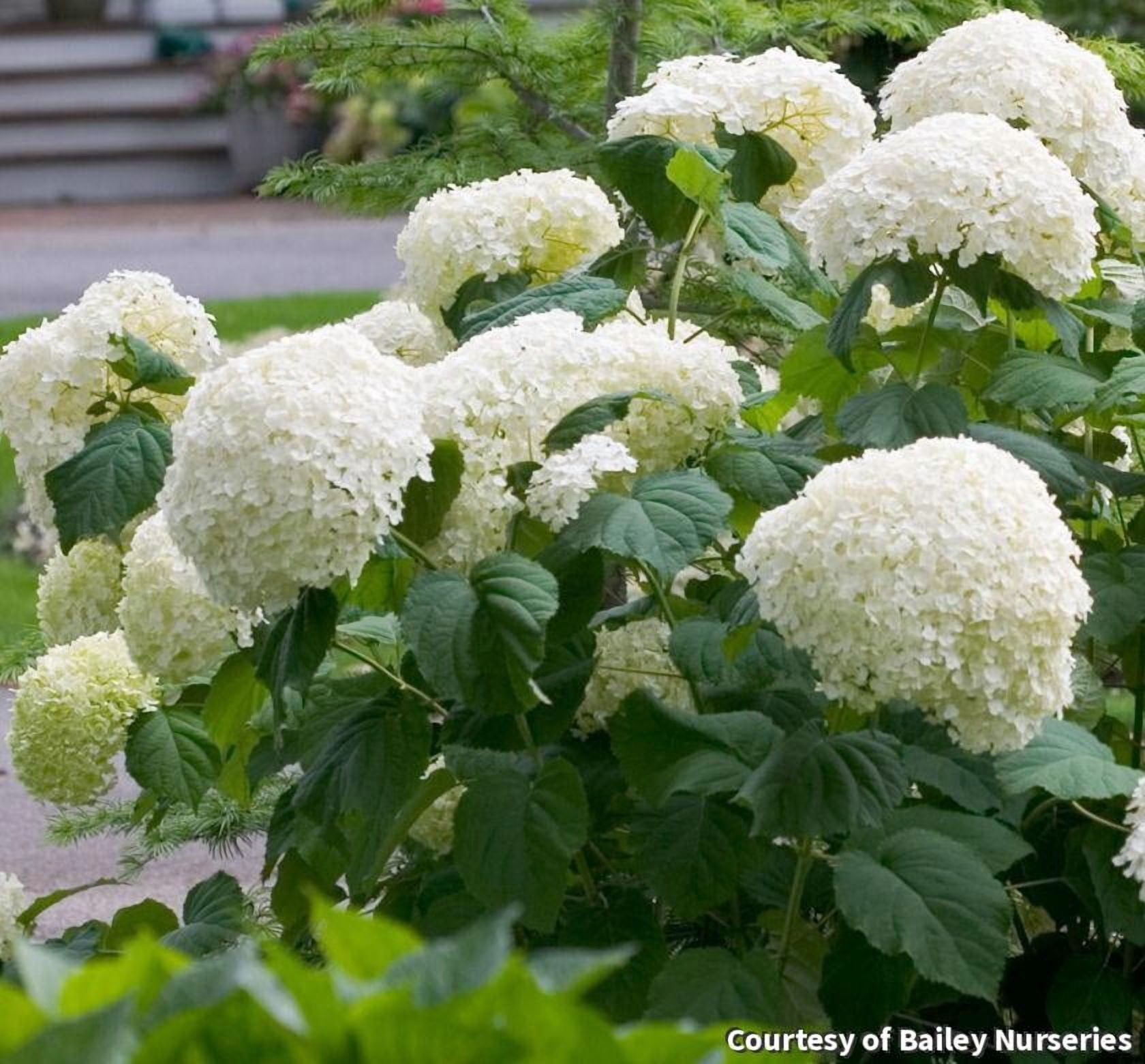 Incrediball Hydrangea - 2 Gallon Shrub - Walmart.com