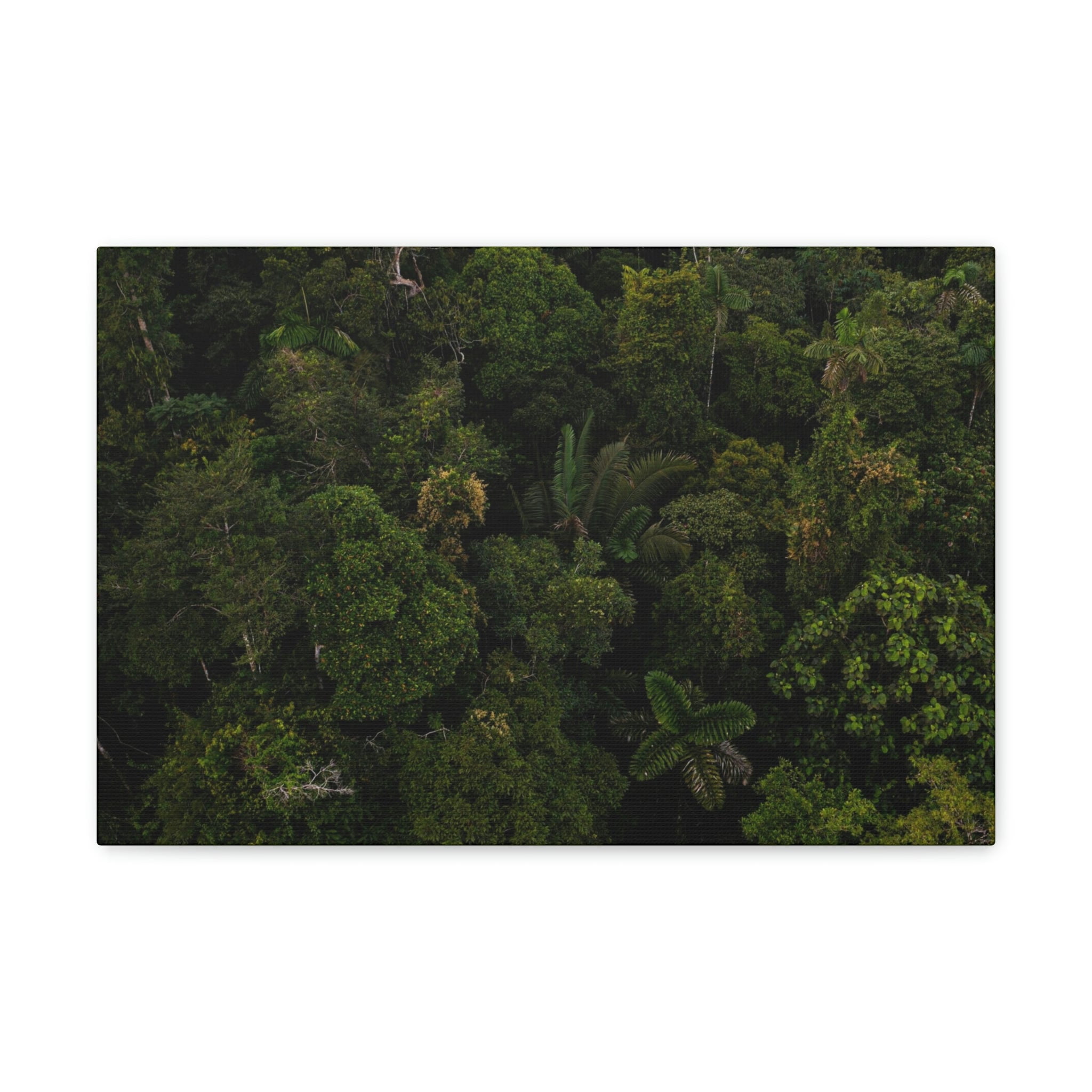 Incredible Aerial View of a Rainforest Scene Beautiful Wondrous and ...