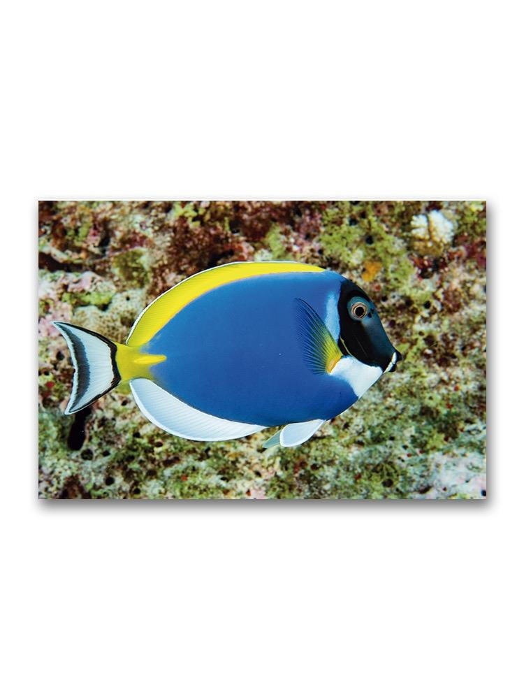 Incredible Blue Surgeon Fish Poster -Image by Shutterstock - Walmart.com