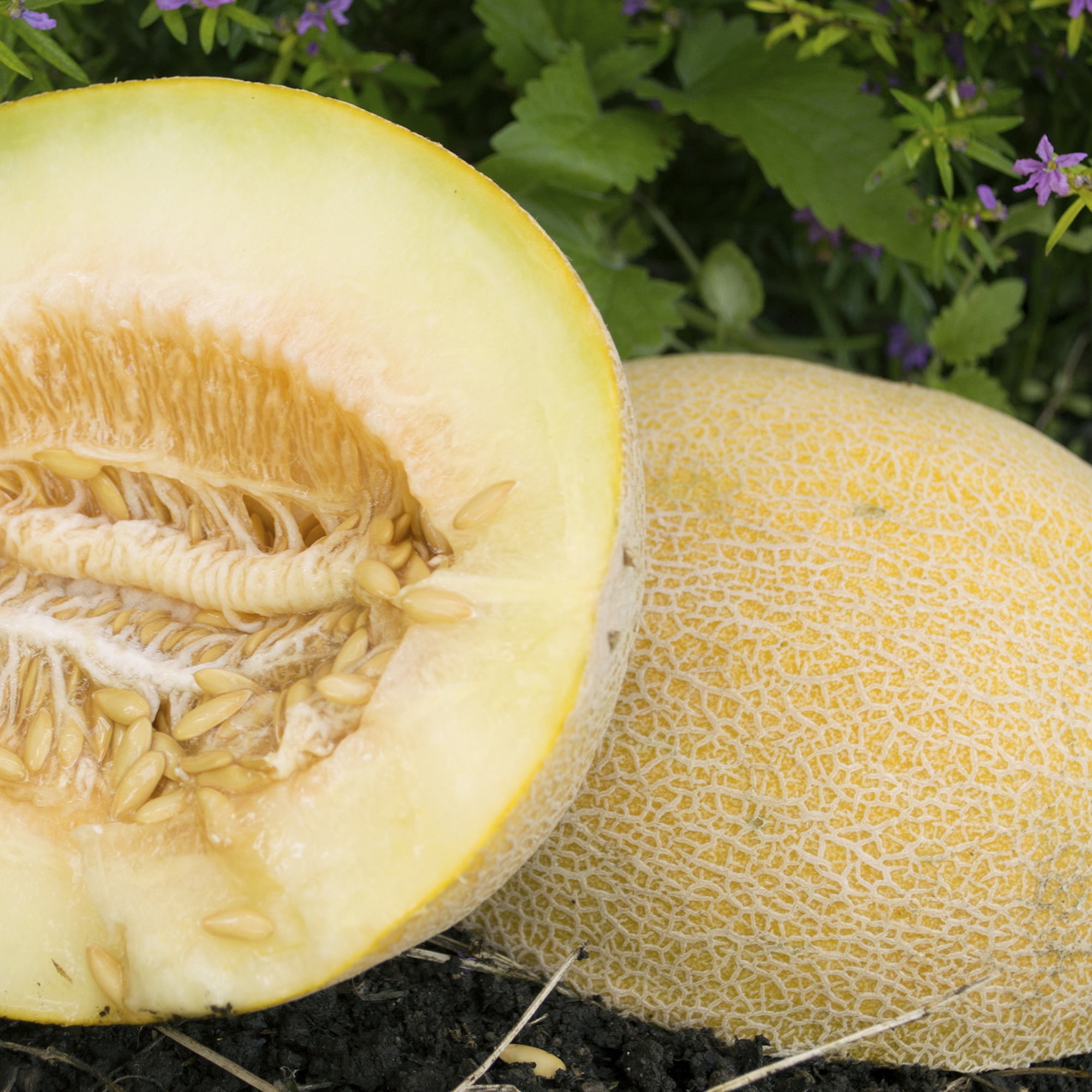 Incredible F1 Hybrid Melon Seeds - 1 Lb ~14400 Seeds - Non-GMO, F1 ...