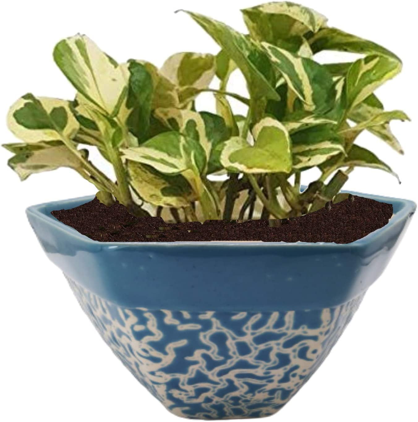 India Meets India Ceramic Flower Pot Planter Indoor Outdoor Planter ...
