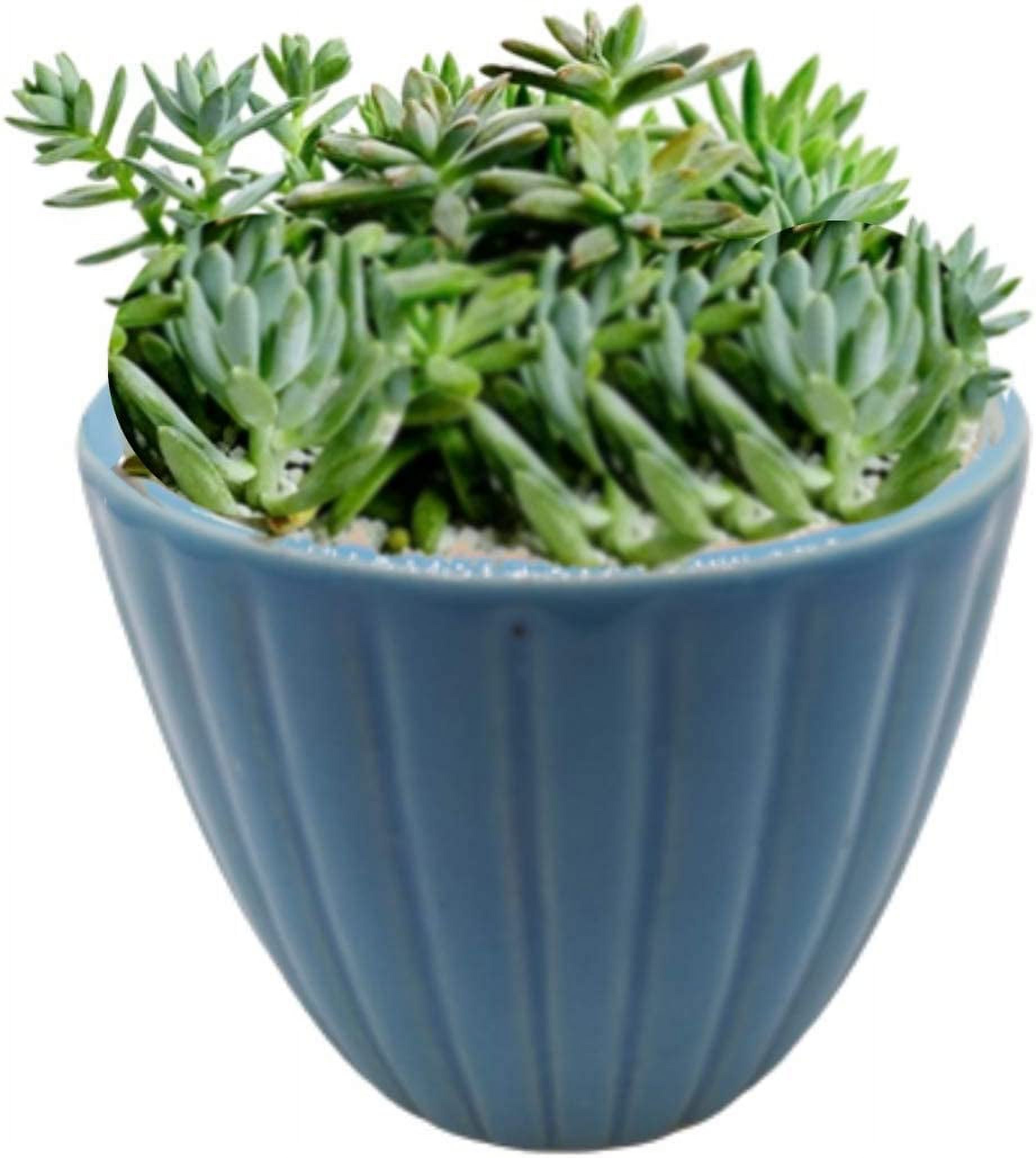 India Meets India Ceramic Flower Pot Planter Indoor Outdoor Planter ...