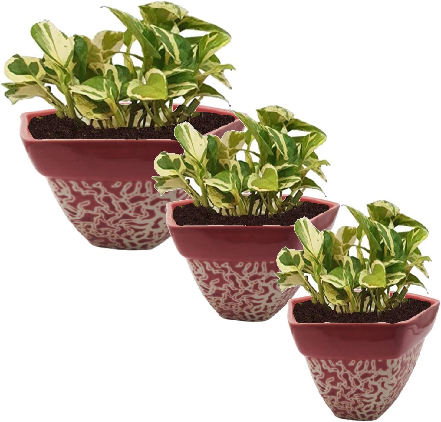 India Meets India Ceramic Flower Pot Planter Indoor Outdoor Planter ...