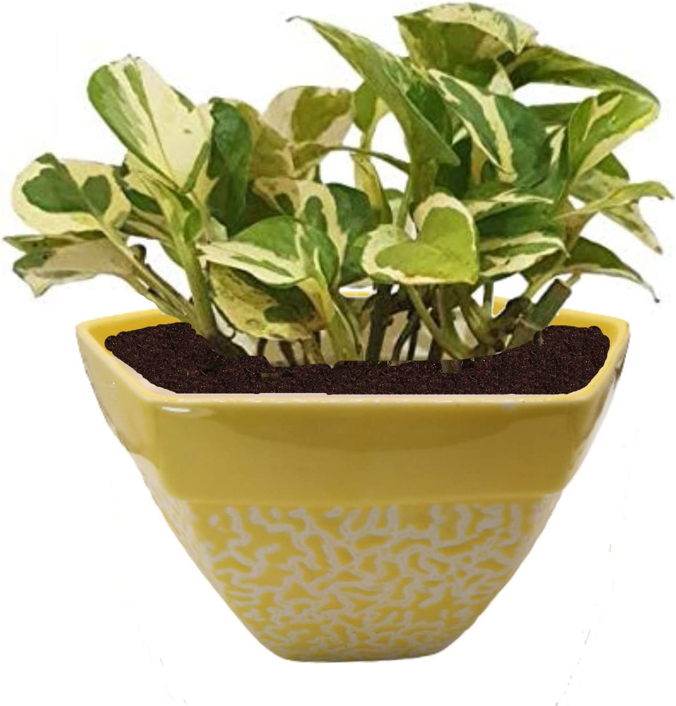 India Meets India Ceramic Flower Pot Planter Indoor Outdoor Planter ...