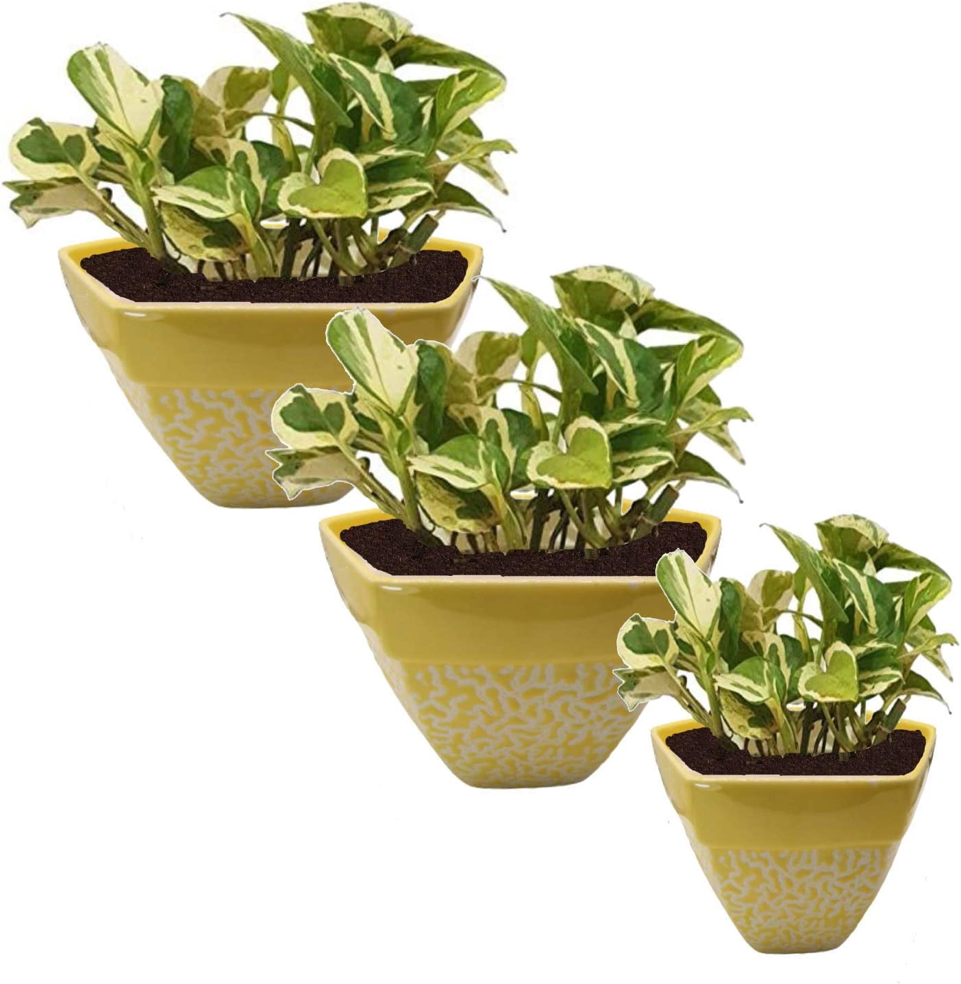 India Meets India Ceramic Flower Pot Planter Indoor Outdoor Planter ...