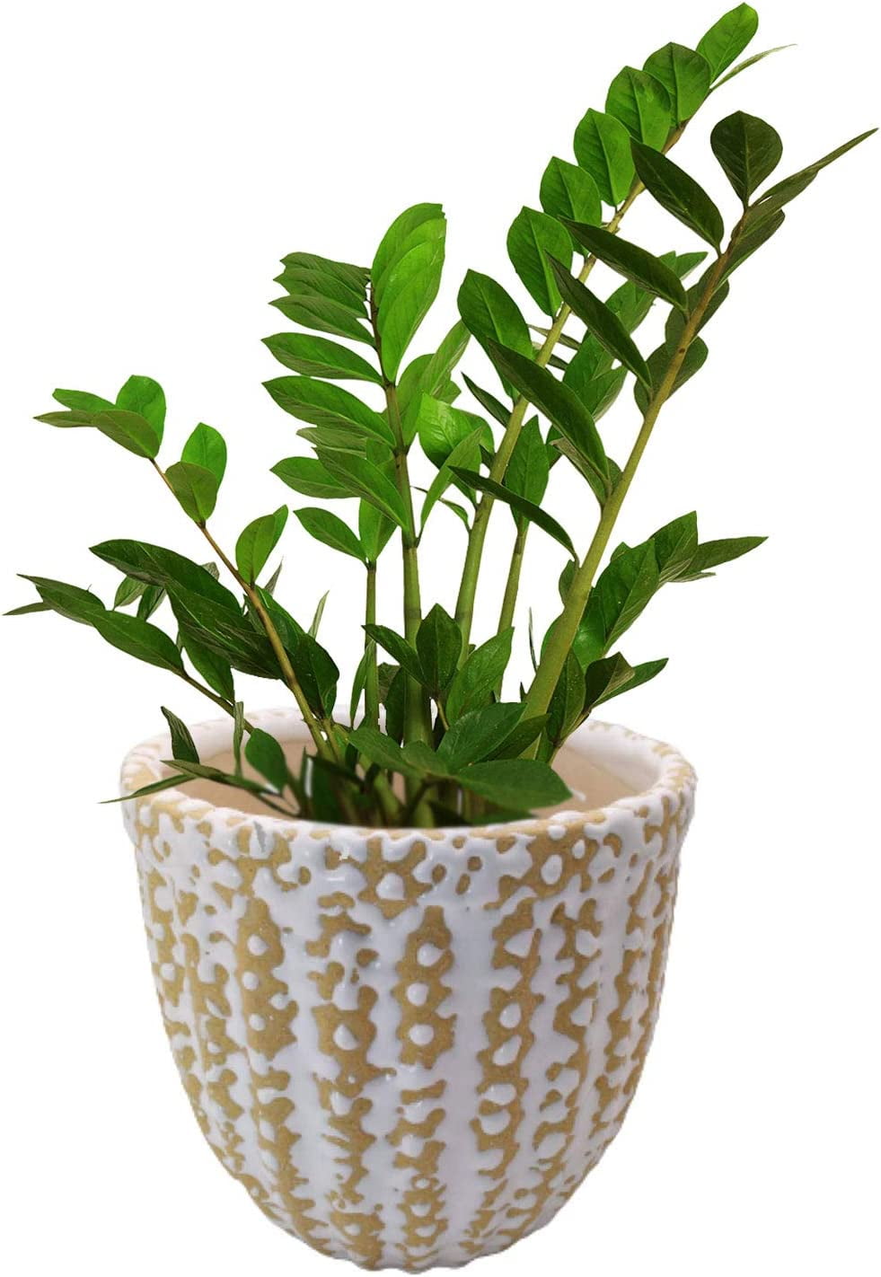 India Meets India Ceramic Indoor Outdoor Planter Flower Pot Handicraft ...