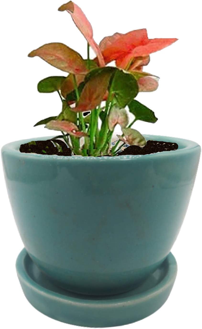 India Meets India Cup Plate Ceramic Flower Pot Planter Indoor Outdoor ...