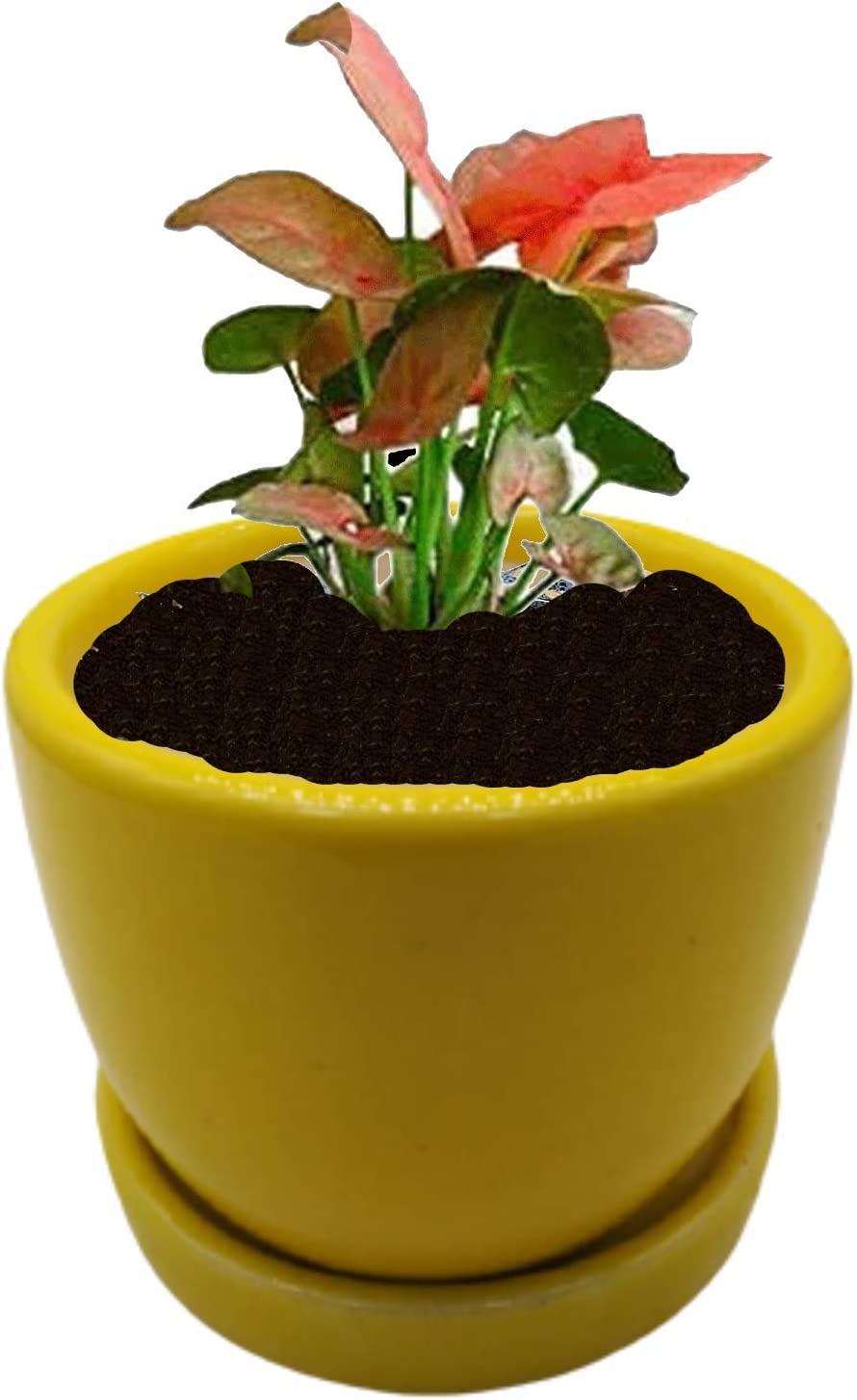 India Meets India Cup Plate Ceramic Flower Pot Planter Indoor Outdoor ...