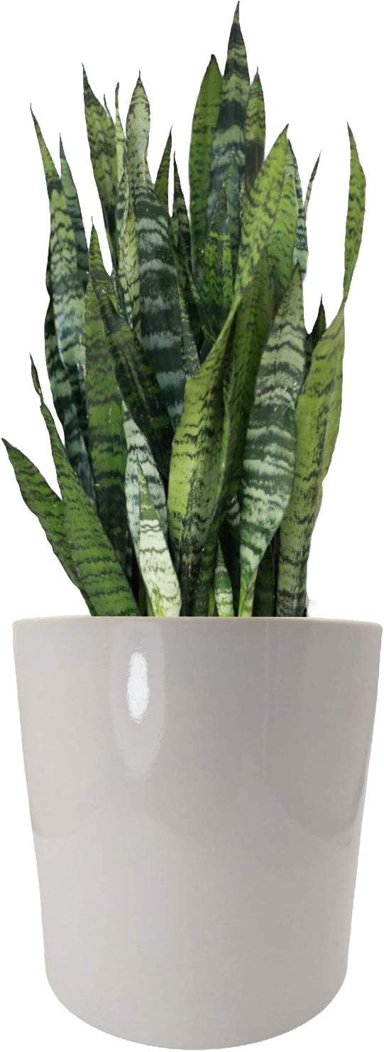 India Meets India White Ceramic Planter Indoor Outdoor Flower Pot ...