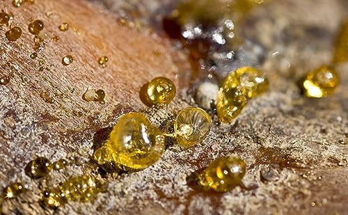 Indian Frankincense 100% Pure Natural Gum Organic Aromatic Tear Rock ...