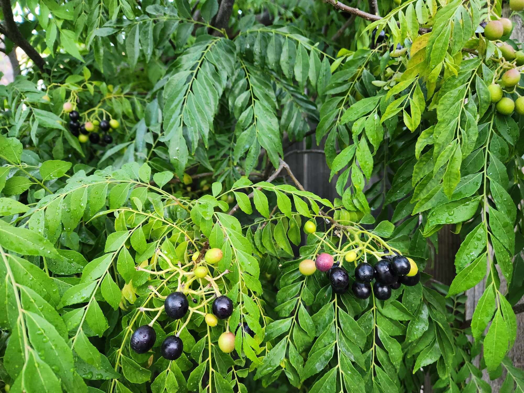 Indian Kari Patta Curry Leaves Plant Seeds (Murraya Koenigii) 10 Pcs ...