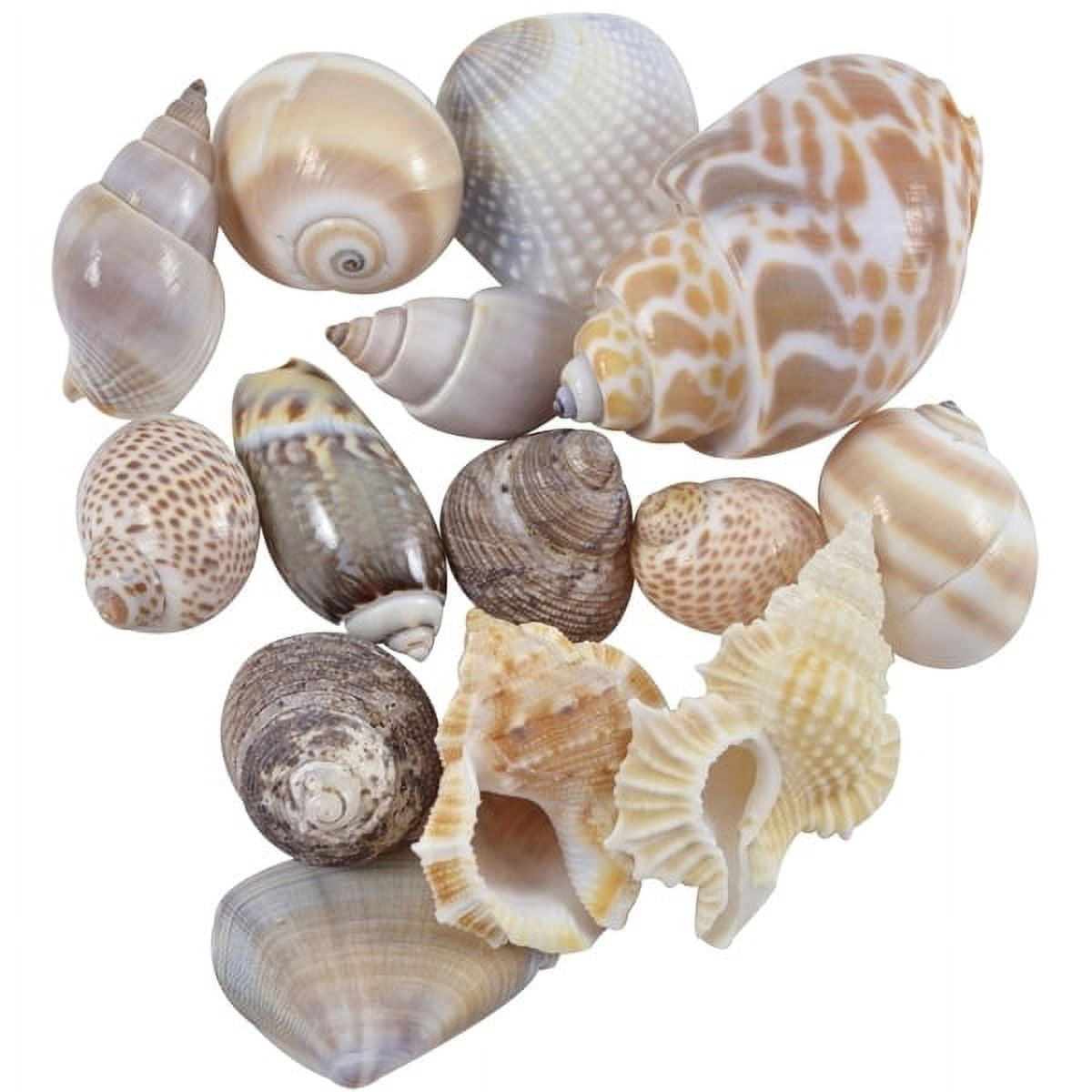 Indian Mix Assorted Craft Seashells Medium 1-1.25" (1 Kilo, appx. 120 ...