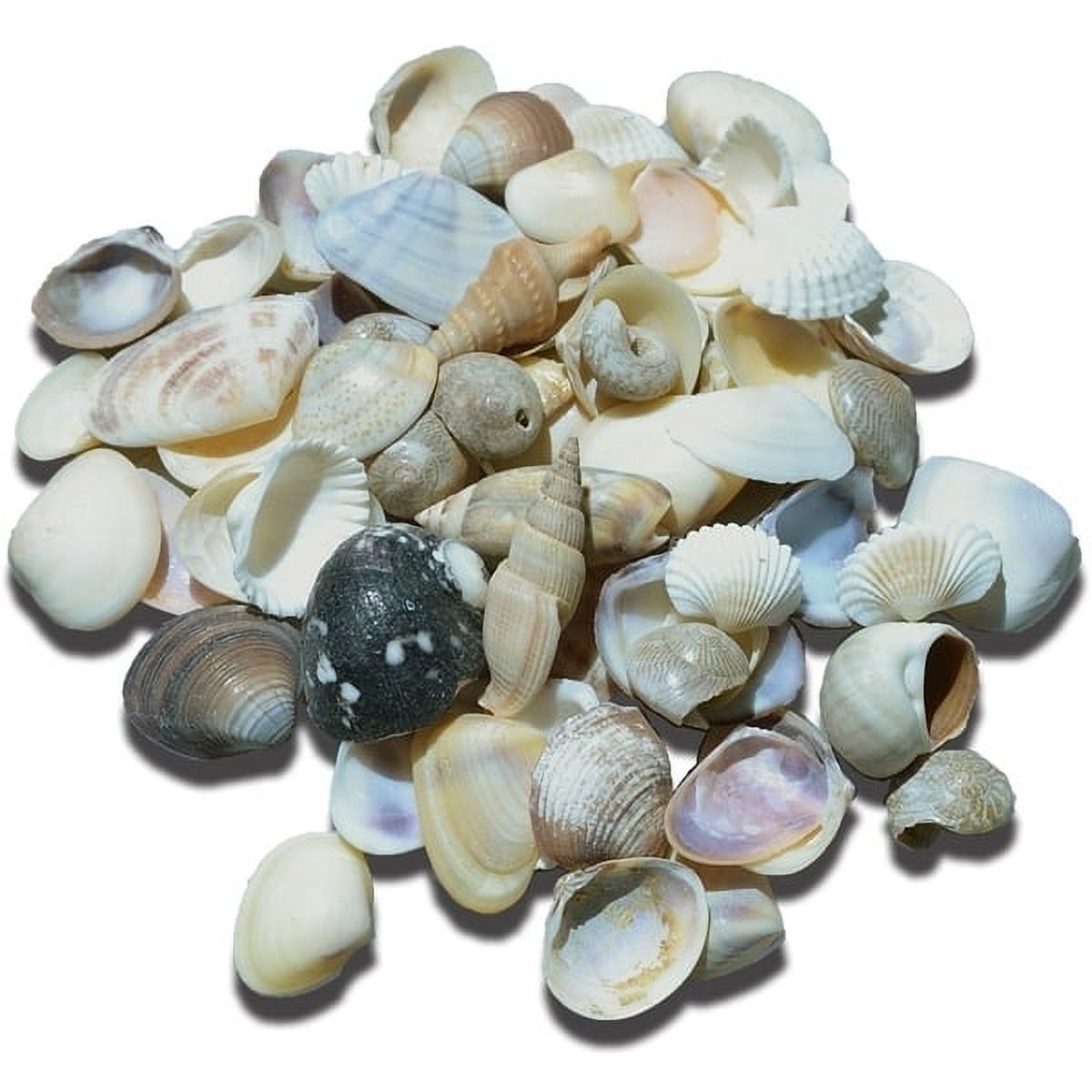 Indian Mix Assorted Craft Seashells Small .25-1" (1 Kilo) (appx. 1000 ...