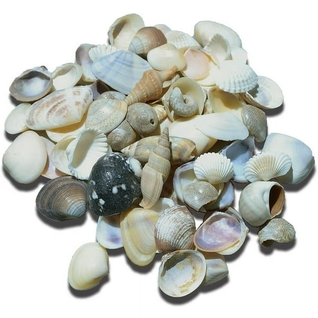 Indian Mix Assorted Craft Seashells Small .25-1" (1 Kilo) (appx. 1000 ...