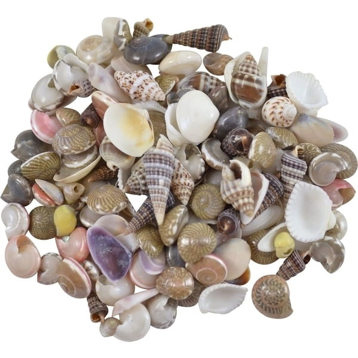 Indian Mix Assorted Craft Seashells Tiny up to .25" (1 Kilo) (appx ...