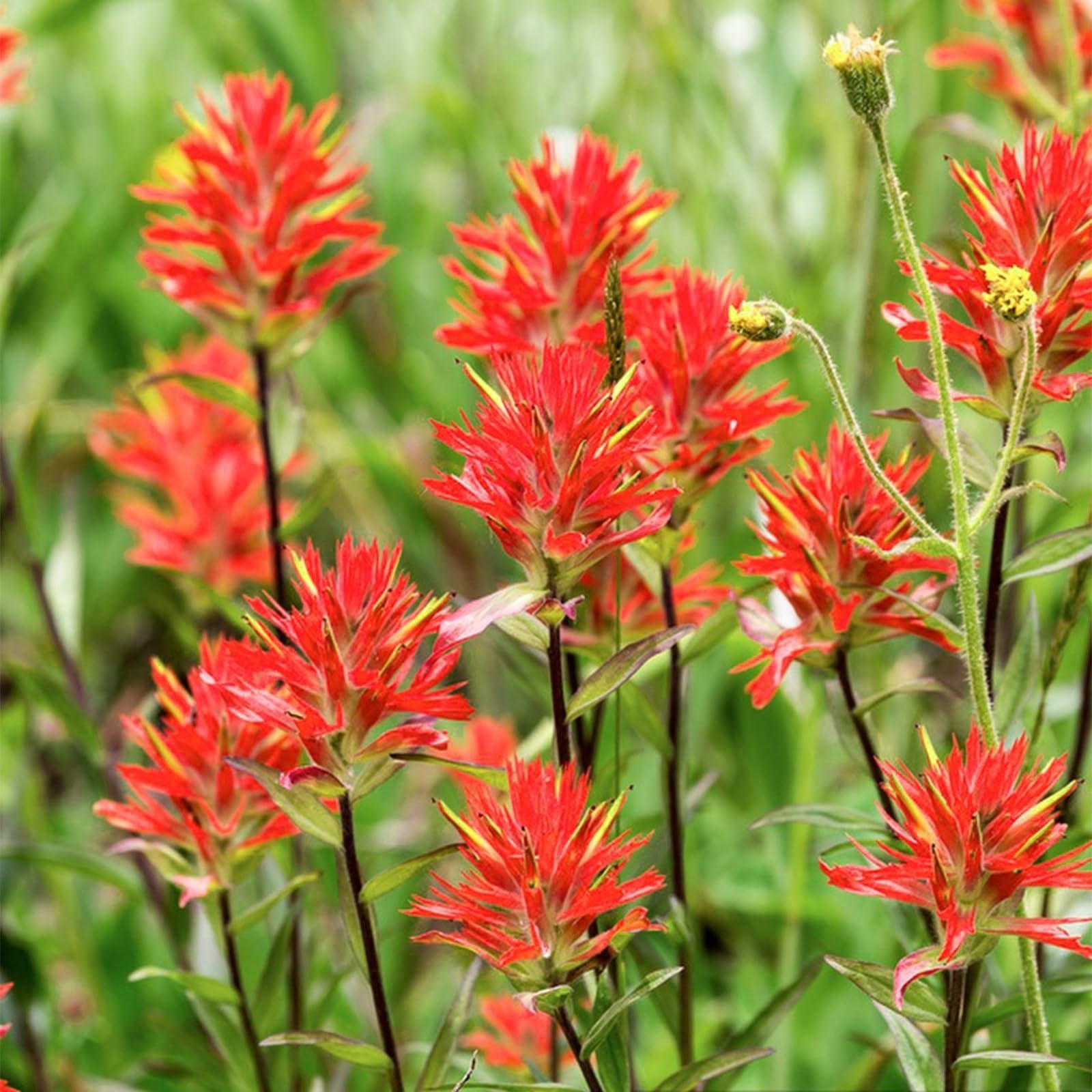 Indian Paintbrush Seeds Bulk (Castilleja Prairie-Fire), MVR1 Drought ...