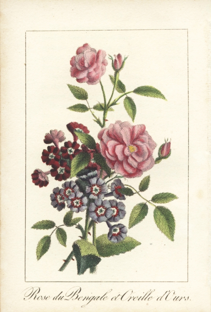 Indian Rose, Rosa Indica, And Primula Auricula Poster Print By ...