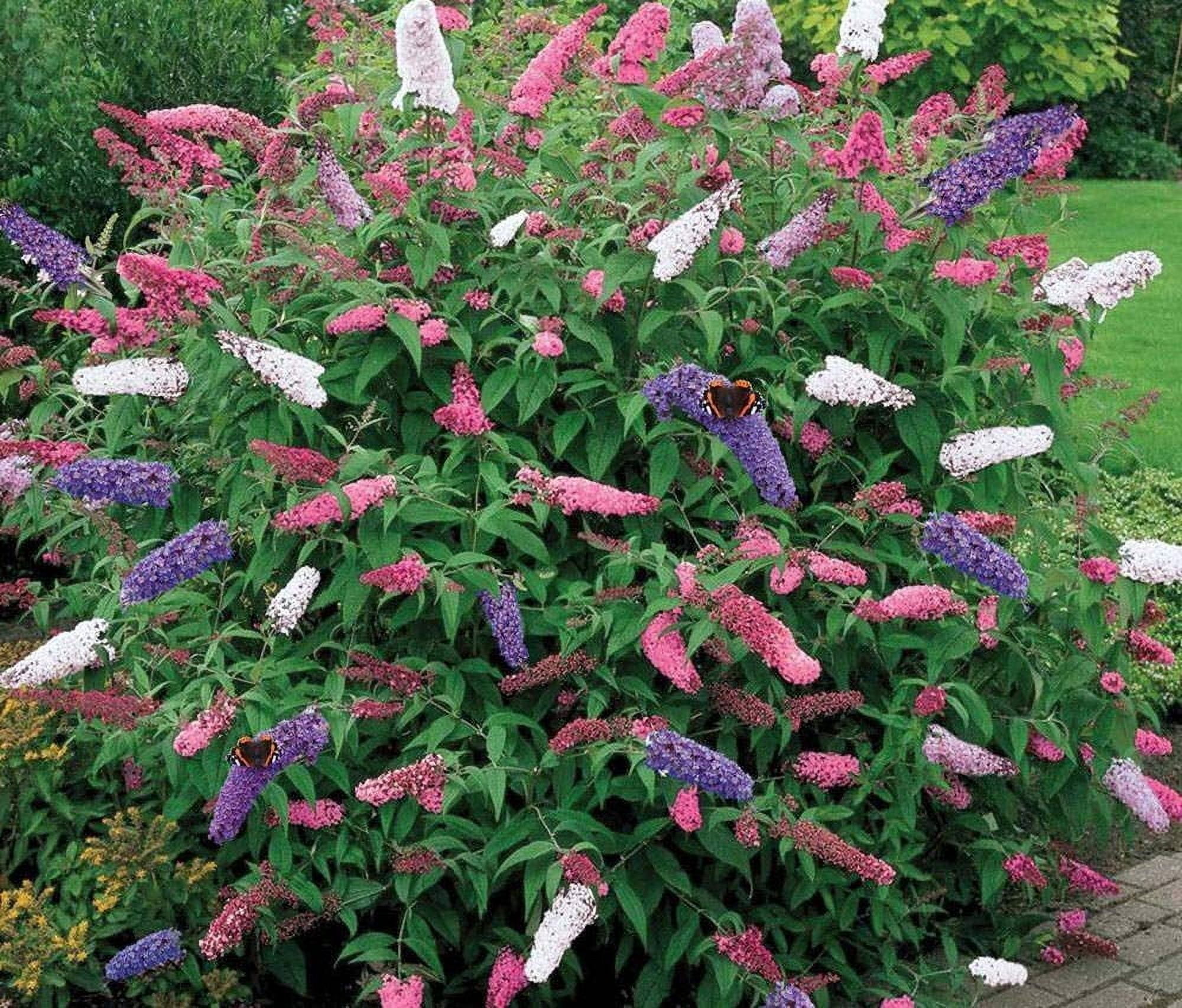FUN AND GROWUMRT SEEDS: Seeds Butterfly Bush Mix (Buddleja Davidii ...