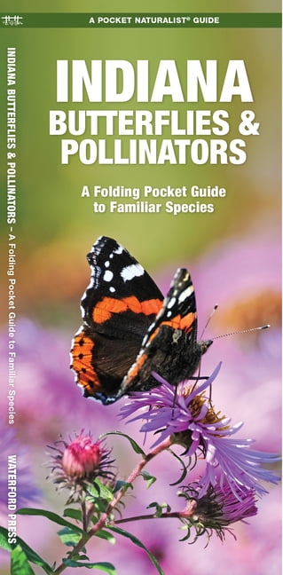 Indiana Butterflies & Pollinators : A Folding Pocket Guide to Familiar ...