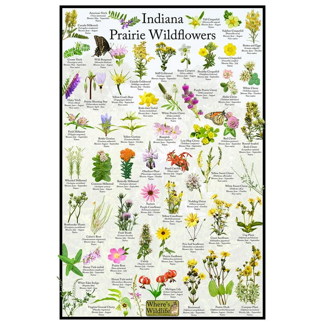 Indiana Prairie Wildflower Identification Chart | Picture ID Poster for ...