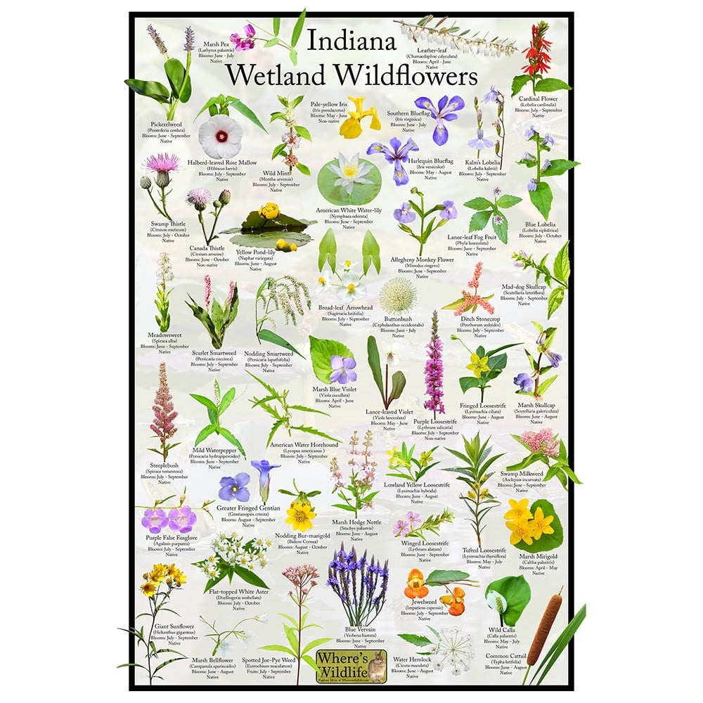 Indiana Wetland Wildflower Identification Poster | Educational Flower ...