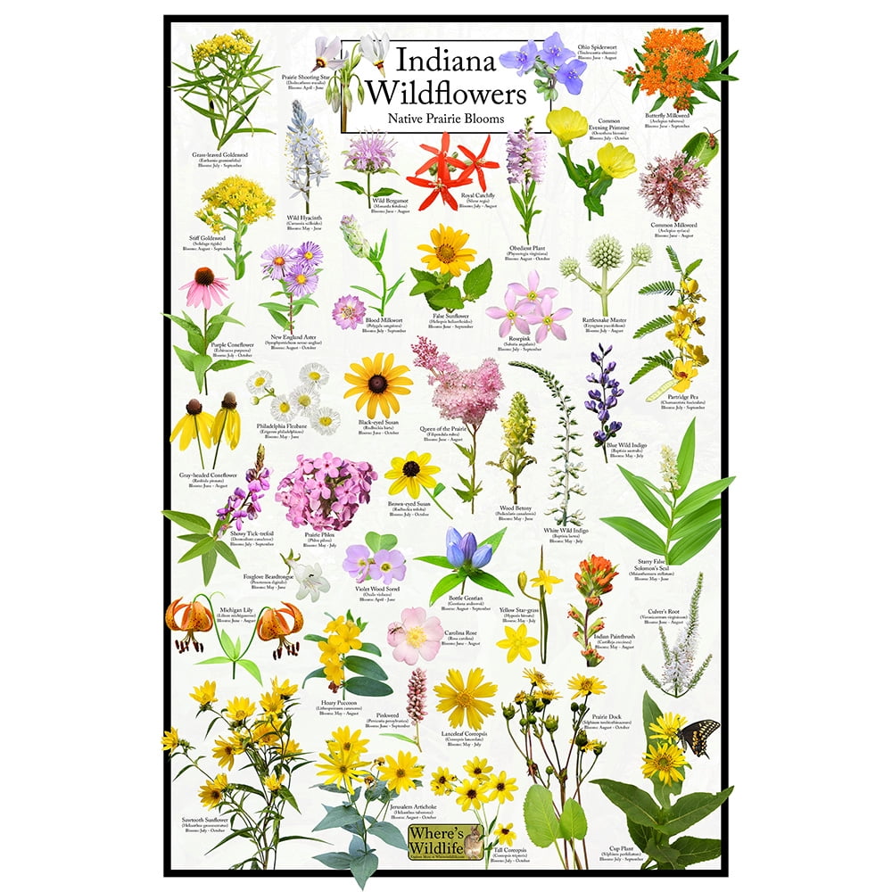 Indiana Wildflowers Poster - Native Prairie Blooms - Educational ...