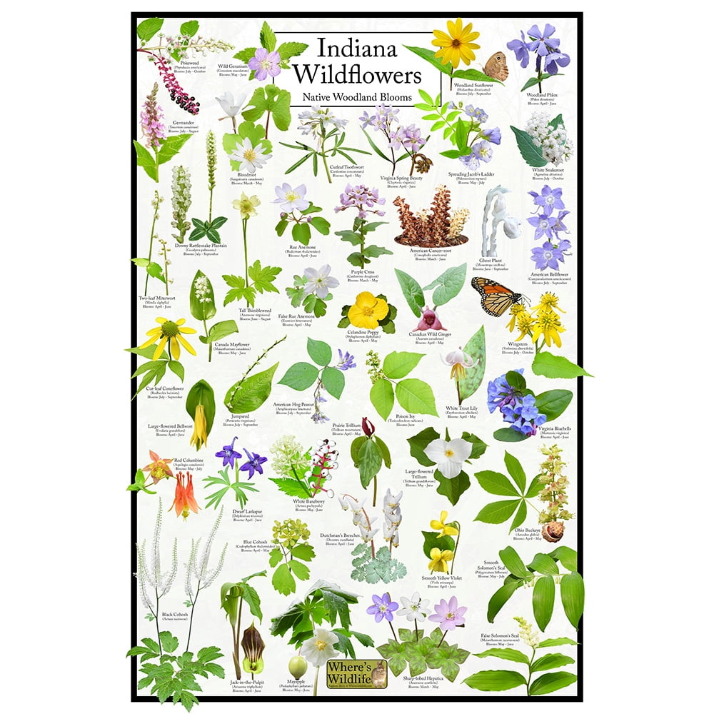 Indiana Wildflowers Poster - Native Woodland Blooms - Educational ...