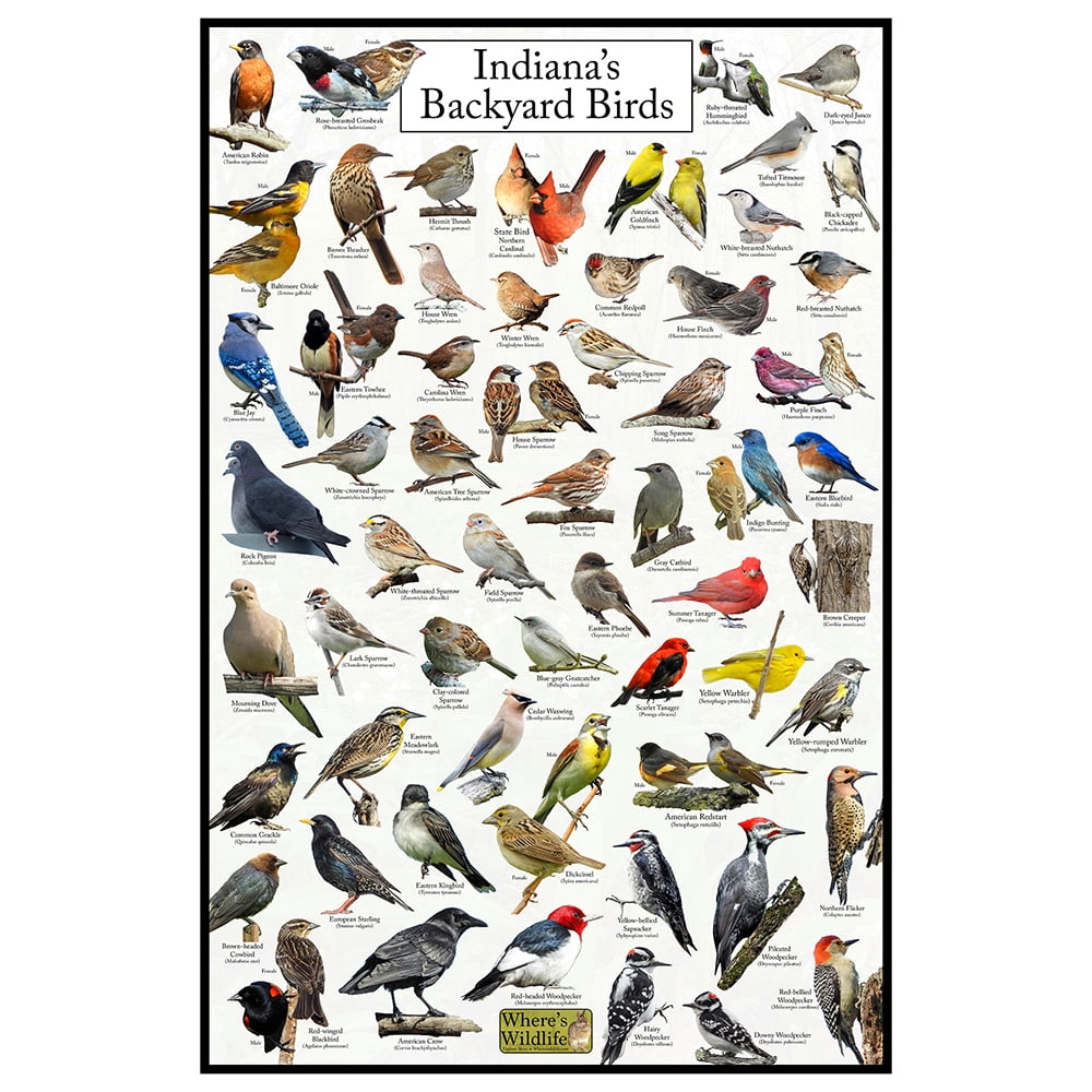 Indiana's Backyard Birds Poster - Indiana Bird Chart Highlighting Birds ...