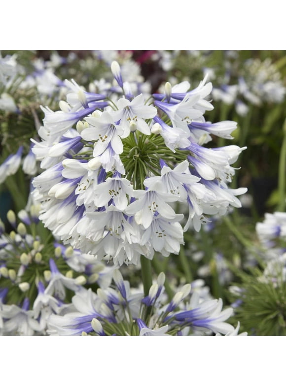 Perennials in Live Plants - Walmart.com