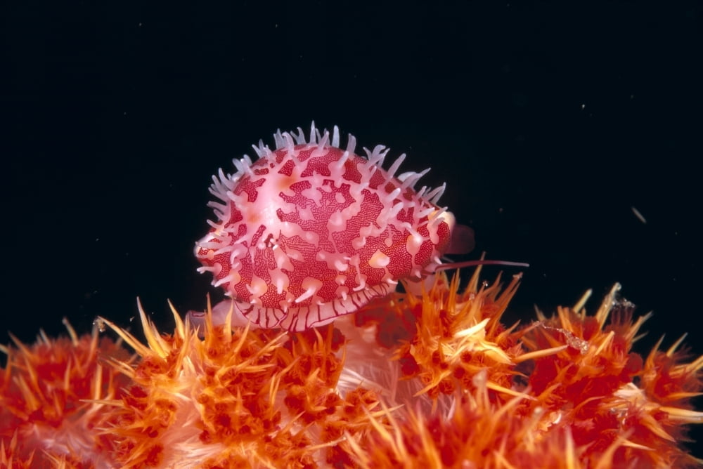 Indonesia Allied Cowrie Shell Eating Soft Coral Close-Up Colorful Pink ...