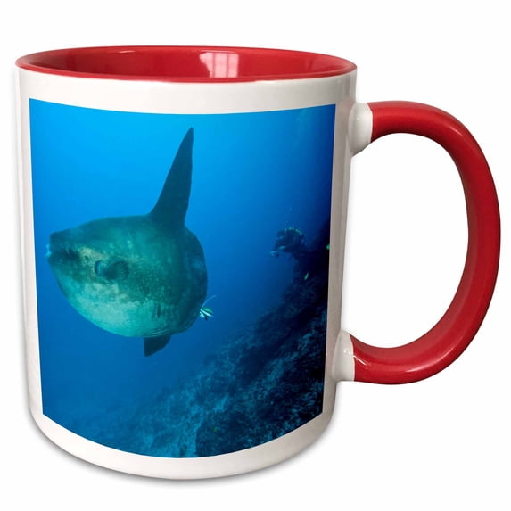 3drose, Indonesia, Bali, Nusa Penida, Sunfish-as11 Sws0192 - Stuart ...