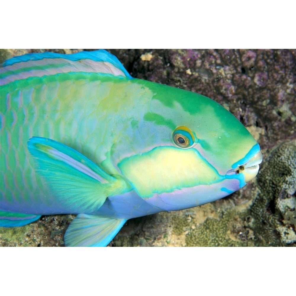 Indonesia Bleeker's Parrot Fish (Scarus Bleeker) Close-Up Side View ...